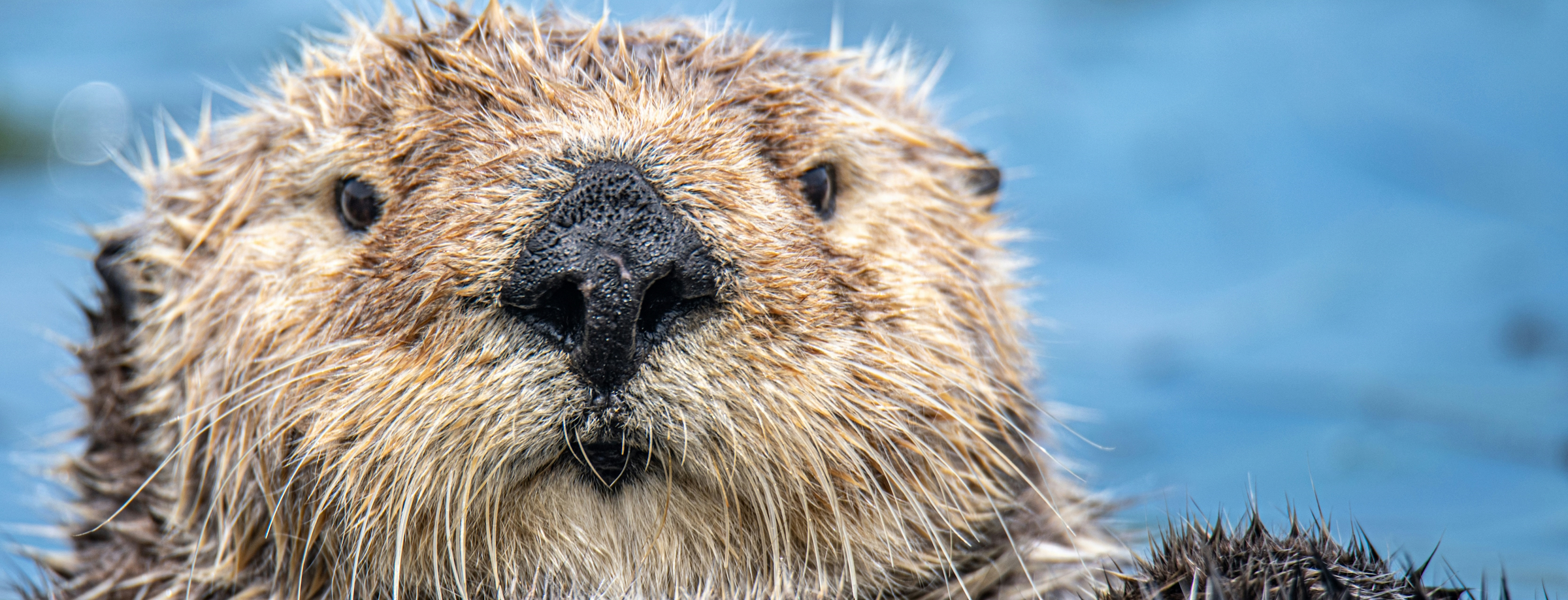 The Beaver Builder Updates Are INSANE–At a Cost - Cheydes Of Black