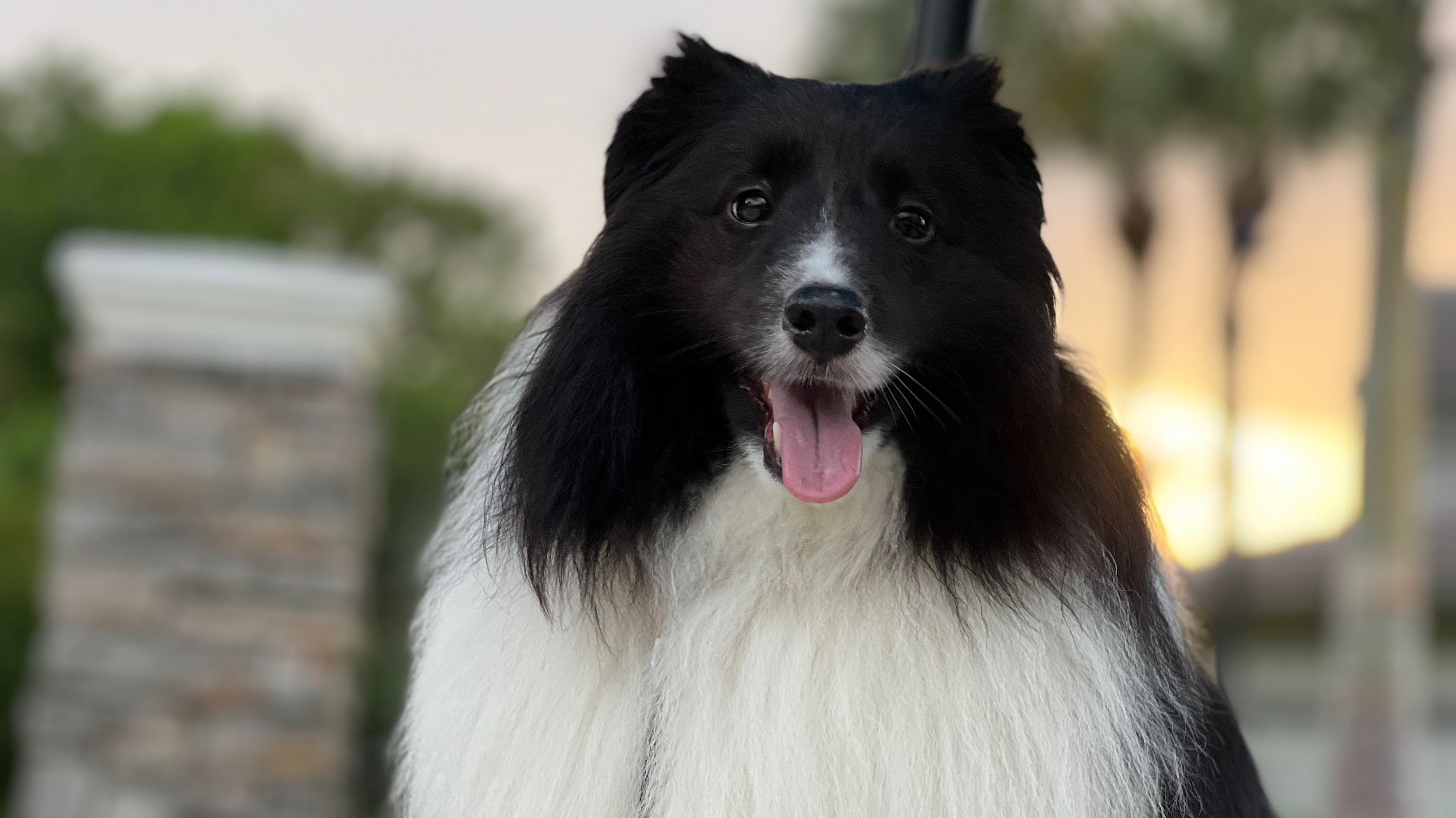 My Dog Cussed Me Out in English And… – Cheydes of Black